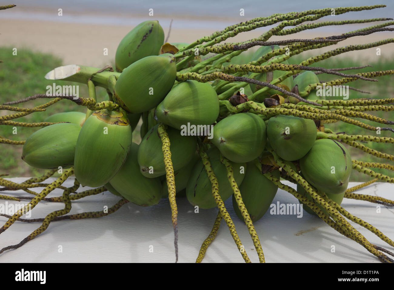 Very young coconuts, Thailand Stock Photo - Alamy
