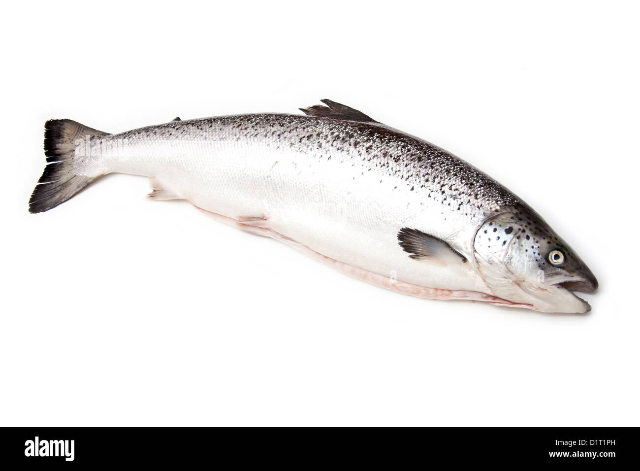 Scottish Atlantic Salmon (Salmo solar) whole, isolated on a white ...