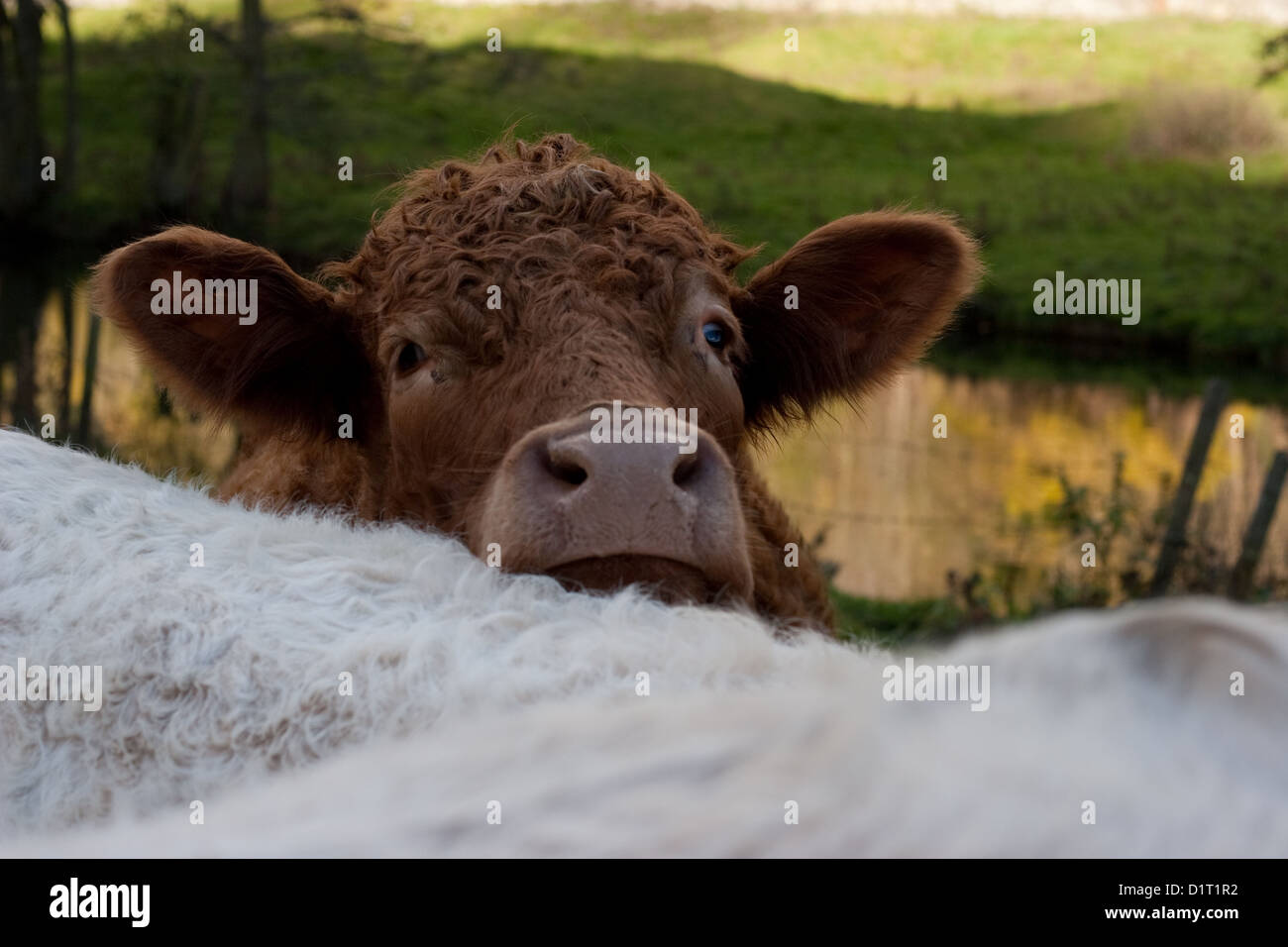 Back white cow hi-res stock photography and images - Alamy
