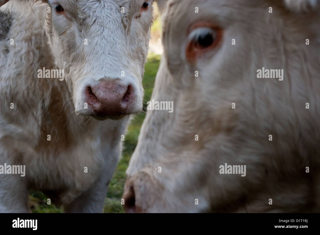 Cows close hi-res stock photography and images - Alamy