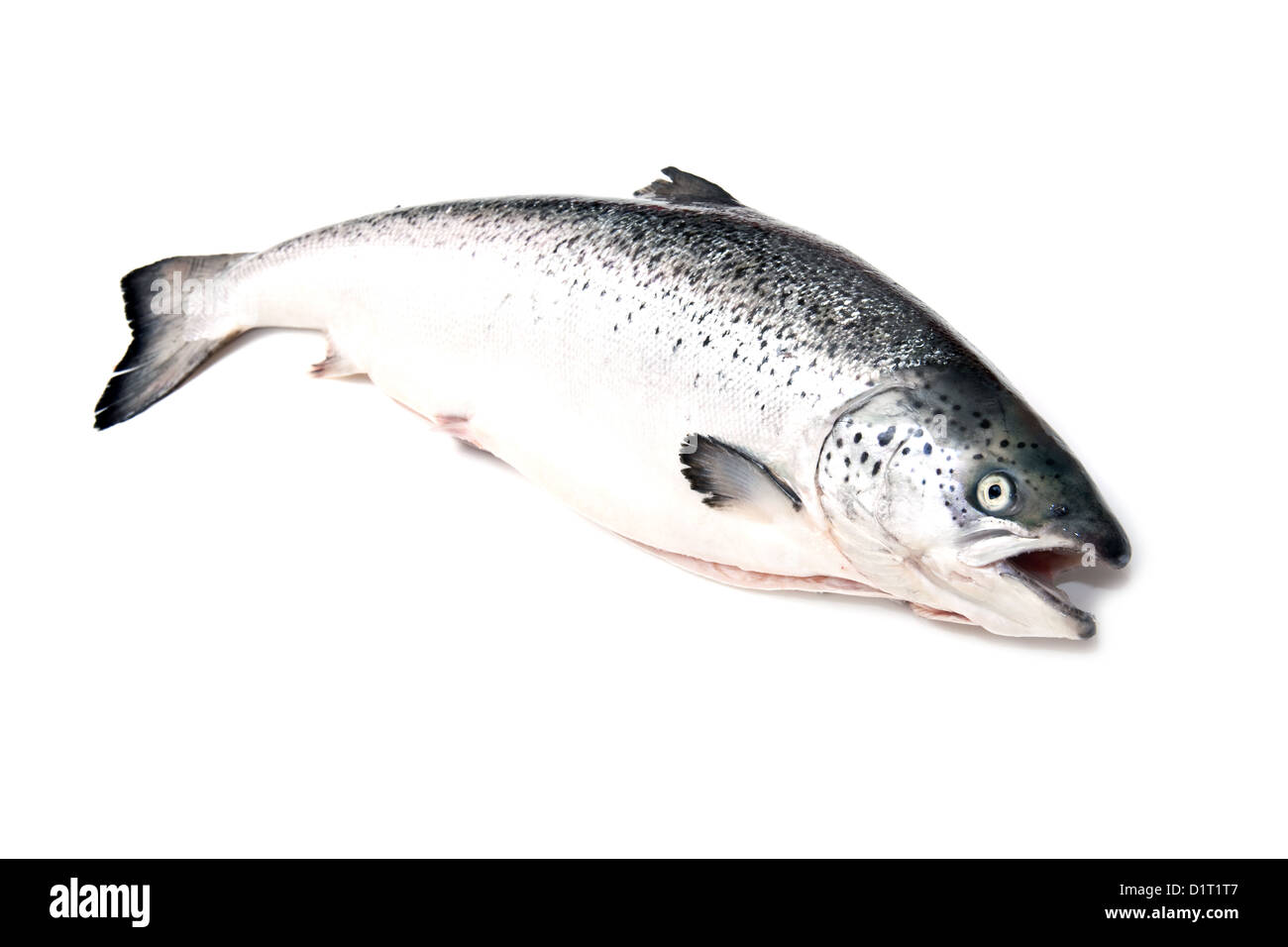 Scottish Atlantic Salmon (Salmo solar) whole, isolated on a white ...