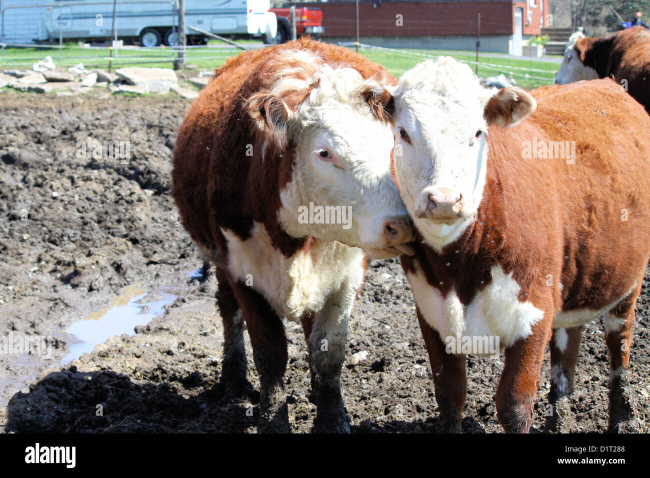 A Hereford cow licking at the neck area of another Hereford cow Stock ...