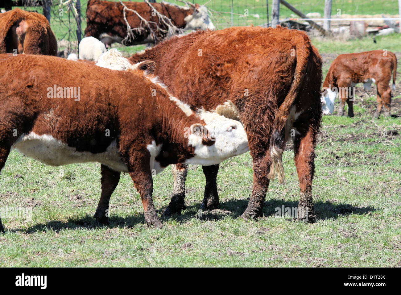 A Hereford Heifer at the udder of a mature Hereford cow Stock Photo - Alamy