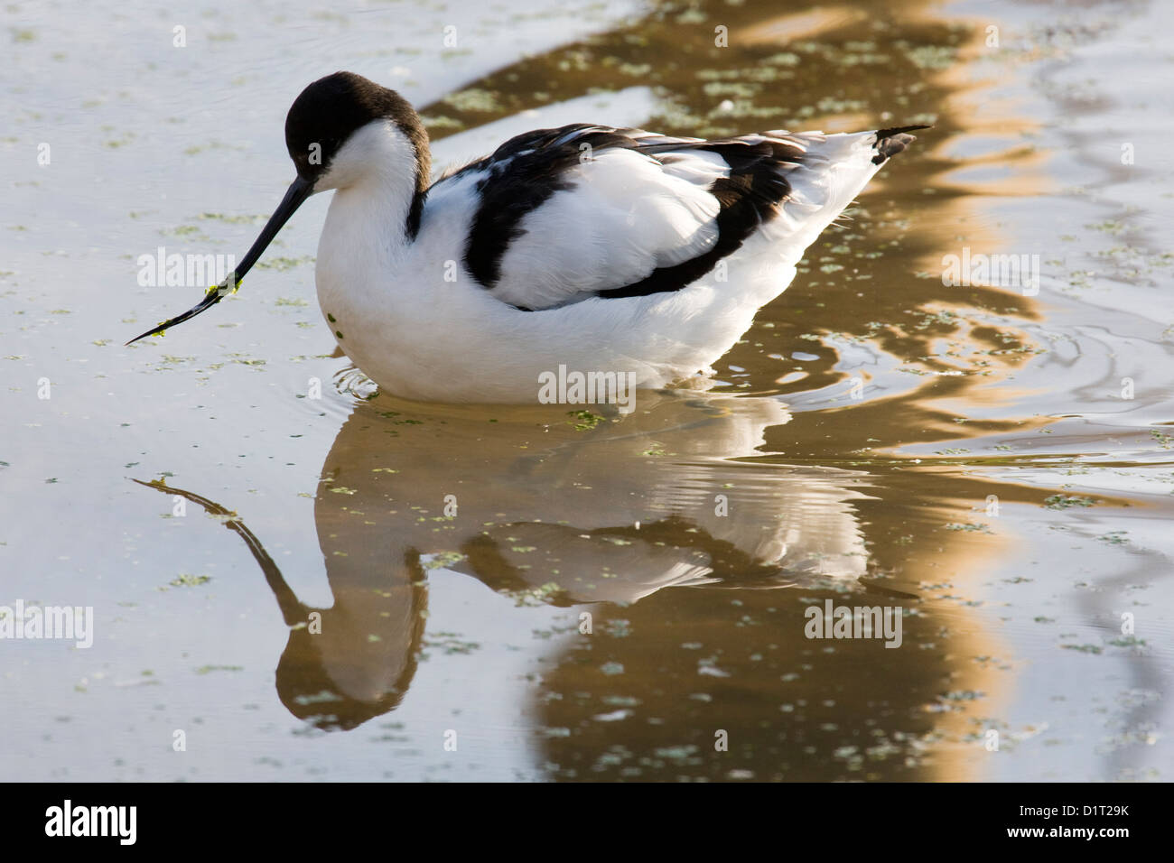 Wading bird with reflection hi-res stock photography and images - Alamy