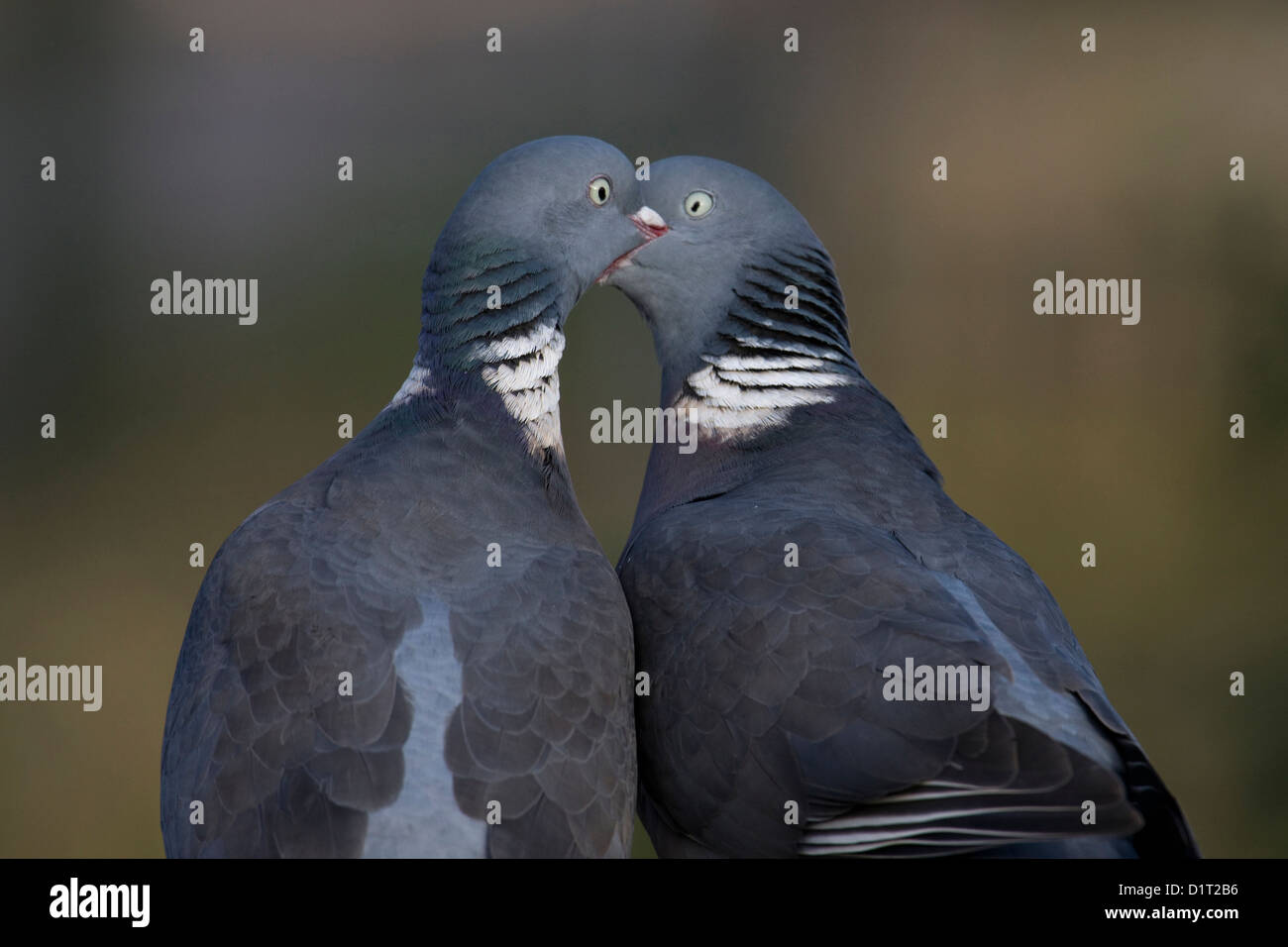 Wood pigeons mating hi-res stock photography and images - Alamy