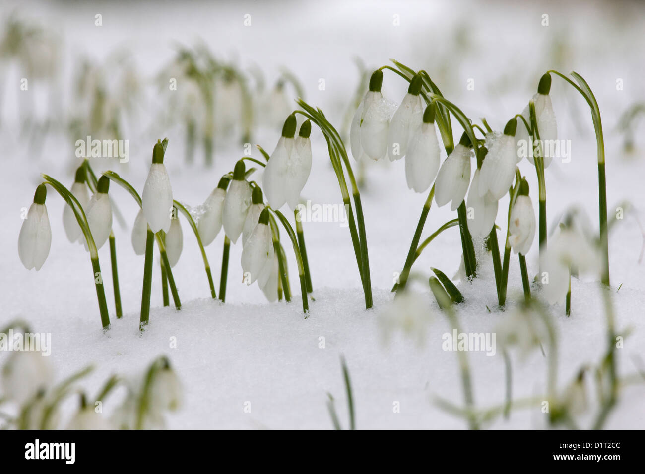 Crystal Maiden Snowdrop