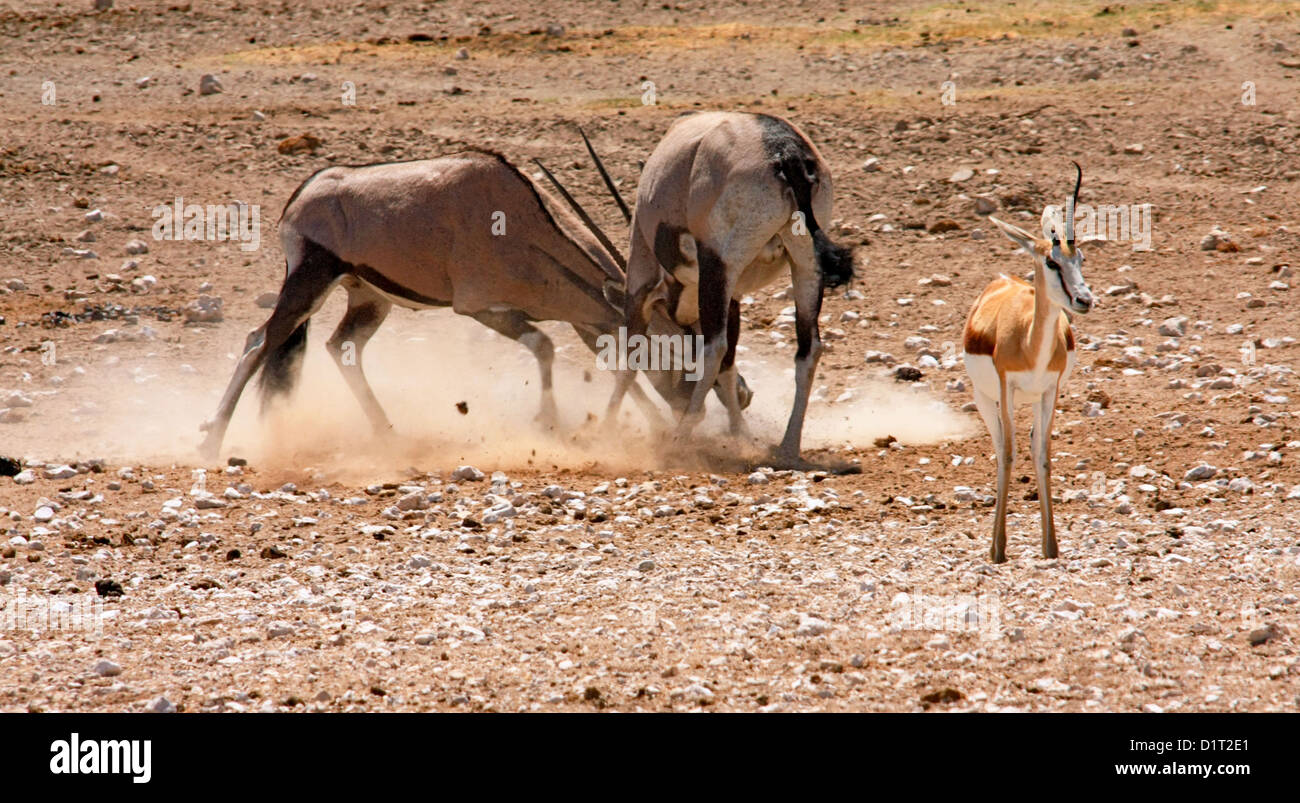 Two Oryx fighting at a waterhole in Etosha National Park Stock Photo ...
