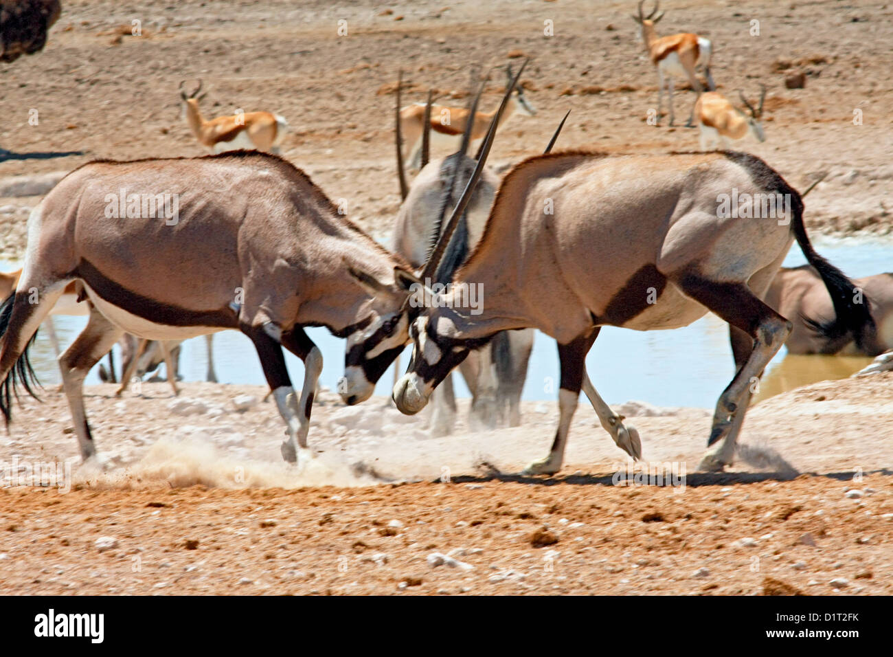 Two Oryx fighting at a waterhole in Etosha National Park Stock Photo ...