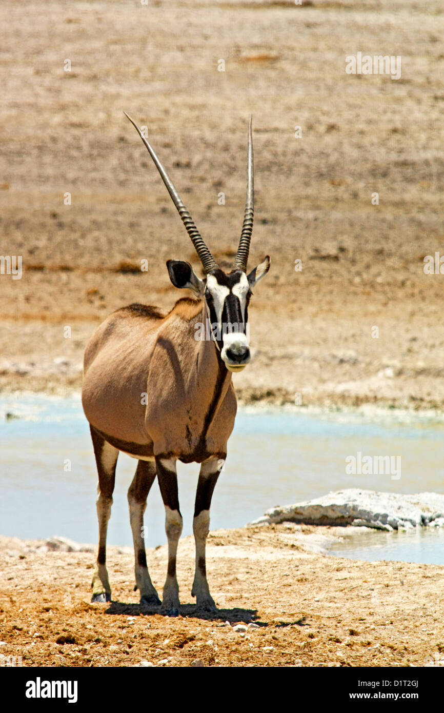 Oryx picture hi-res stock photography and images - Alamy