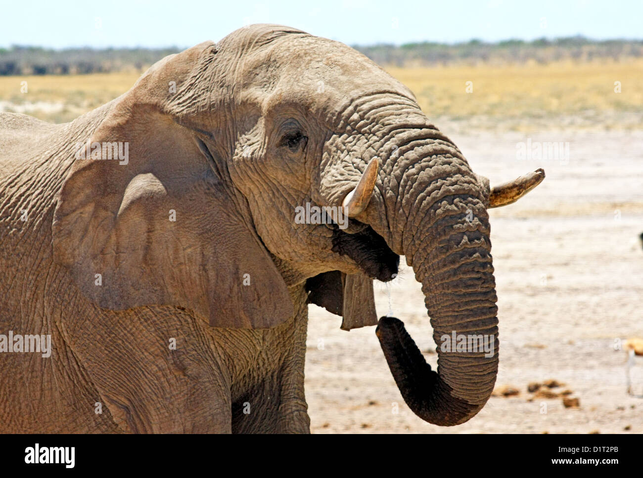 A large Bull Elephant at a waterhole in Etosha National Park, Namibia ...