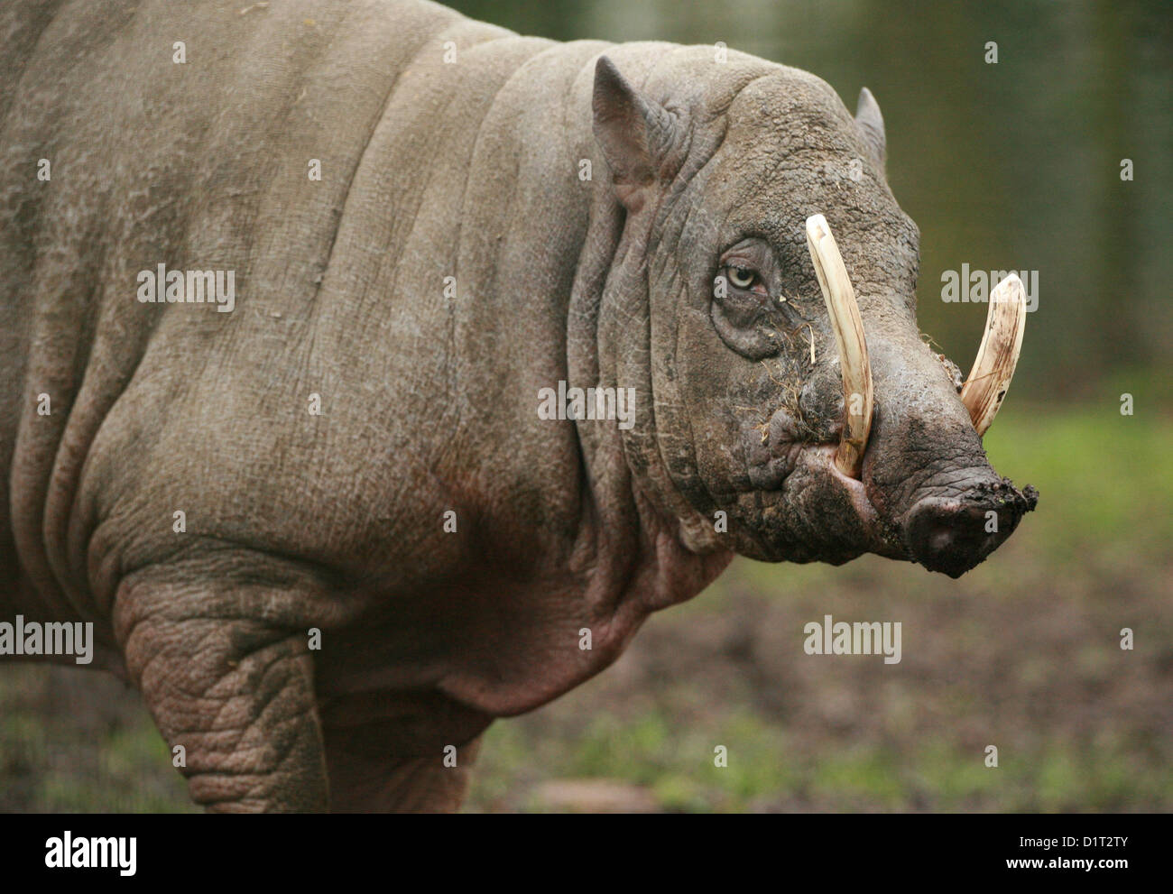 Babirusa hi-res stock photography and images - Alamy