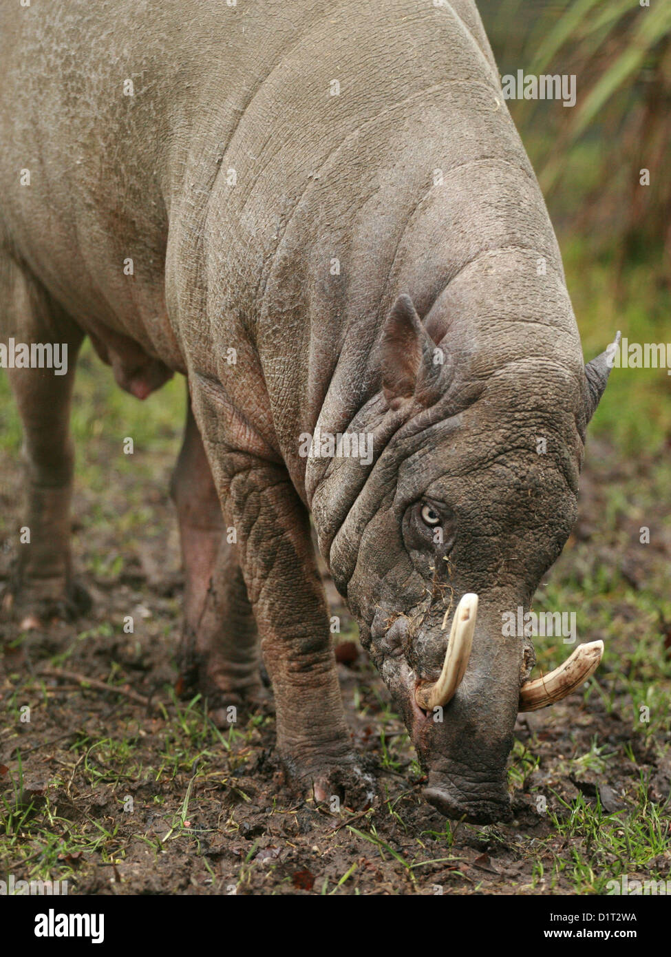 Babirusa hi-res stock photography and images - Alamy