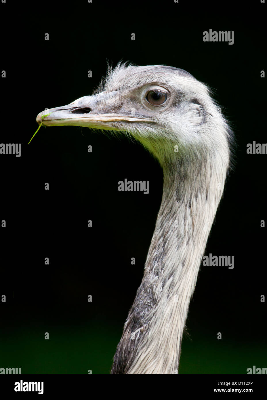 Rhea head hi-res stock photography and images - Alamy
