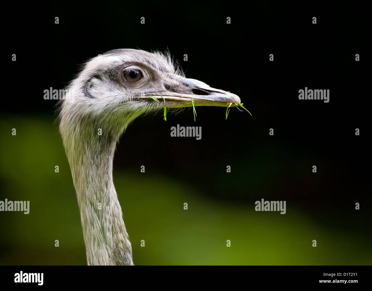 Rhea head hi-res stock photography and images - Alamy