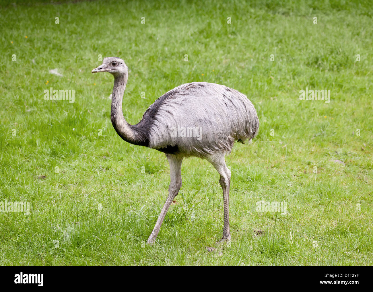 Rhea hi-res stock photography and images - Alamy