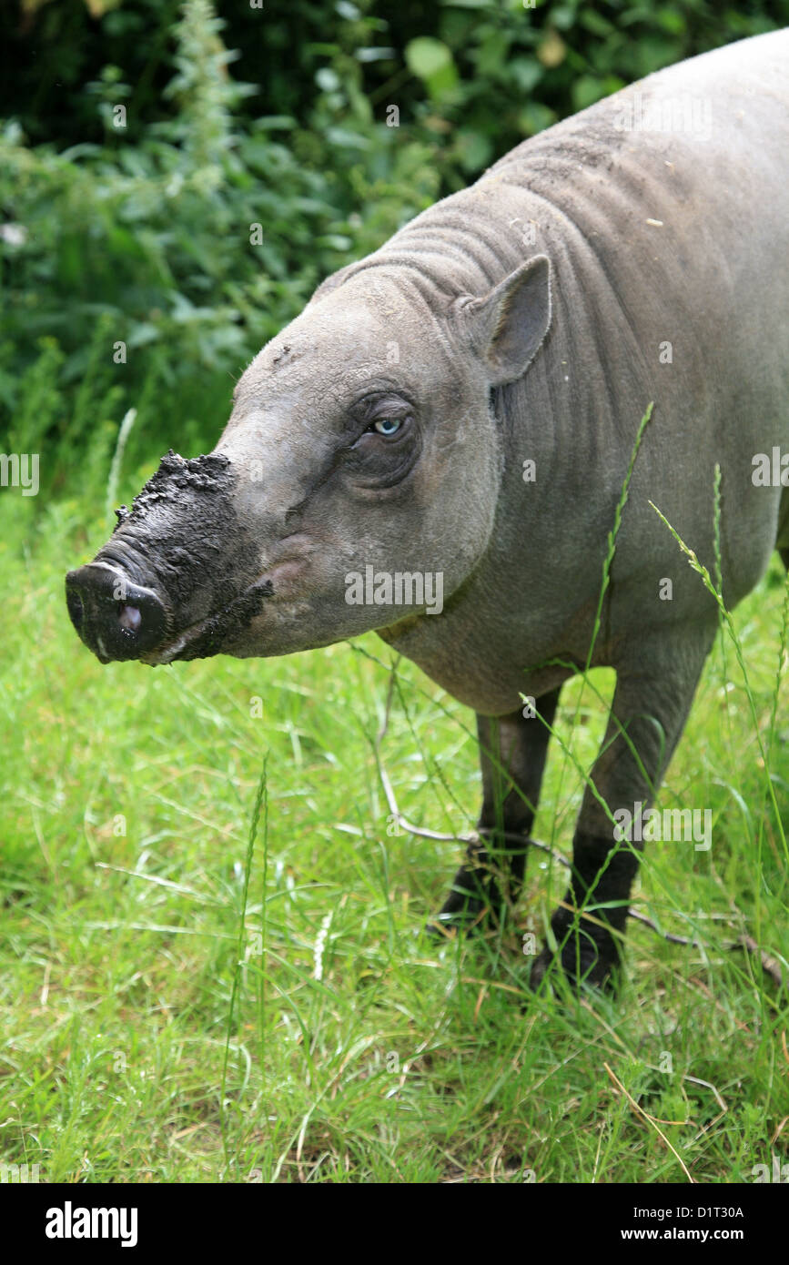 Babirusa hi-res stock photography and images - Alamy