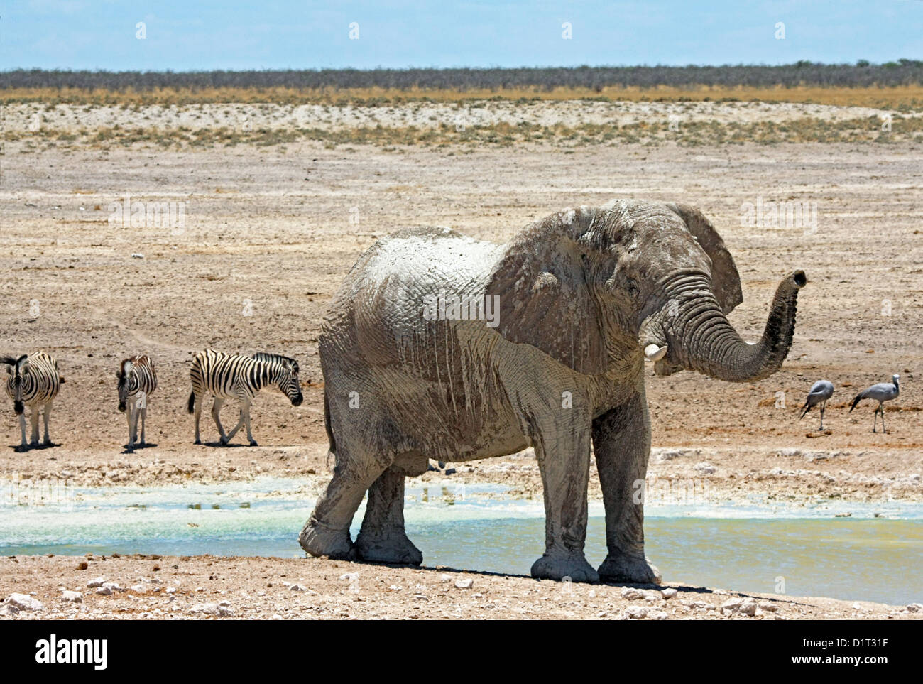 A large Bull Elephant at a waterhole in Etosha National Park, Namibia ...