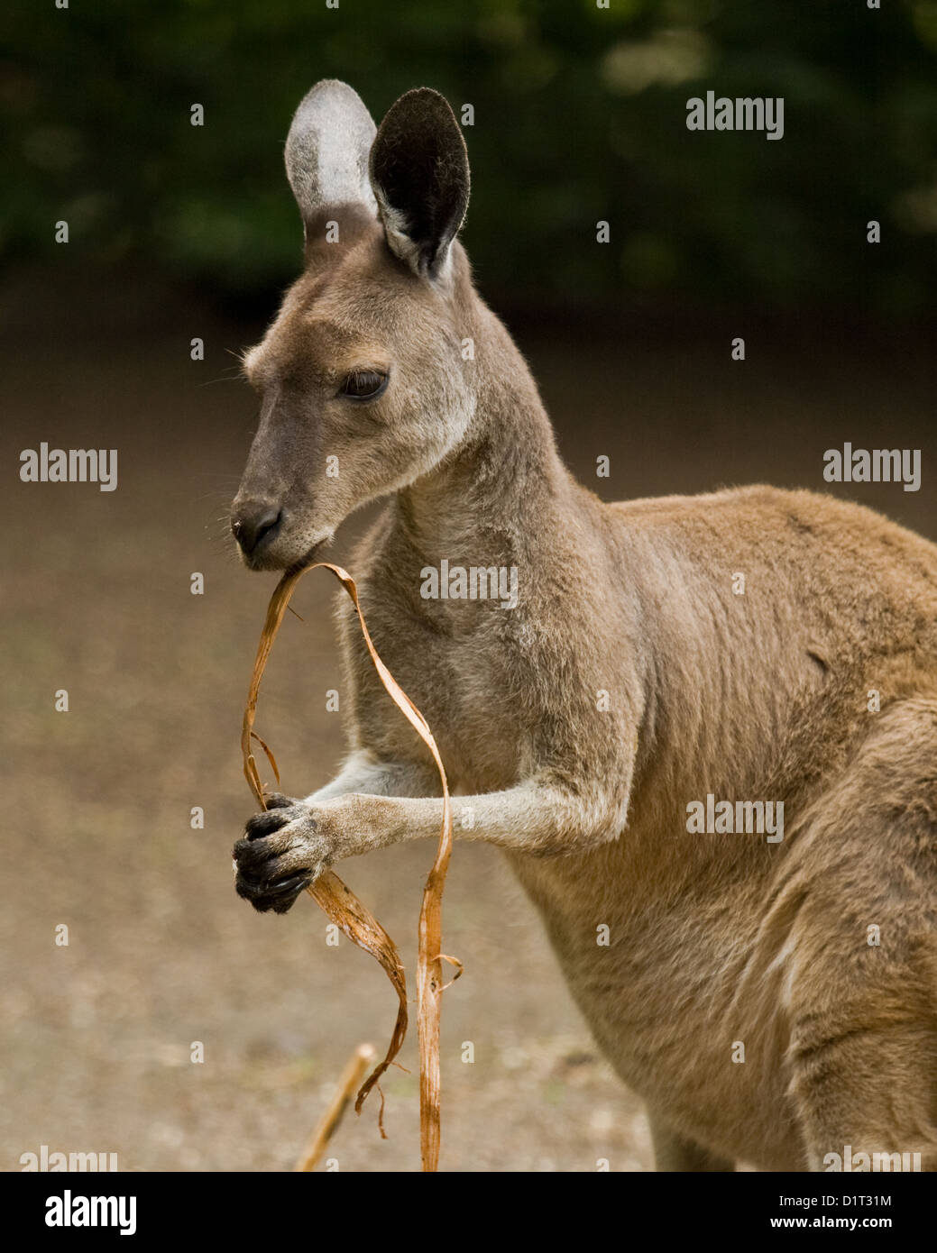 Kangeroo eating hi-res stock photography and images - Alamy