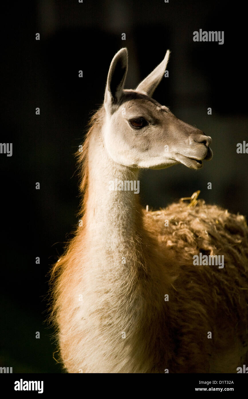 Guanaco close up hi-res stock photography and images - Alamy