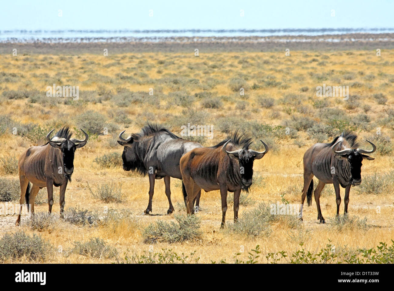 Wildebeest beside the salt pan at Etosha, Namibia Stock Photo - Alamy