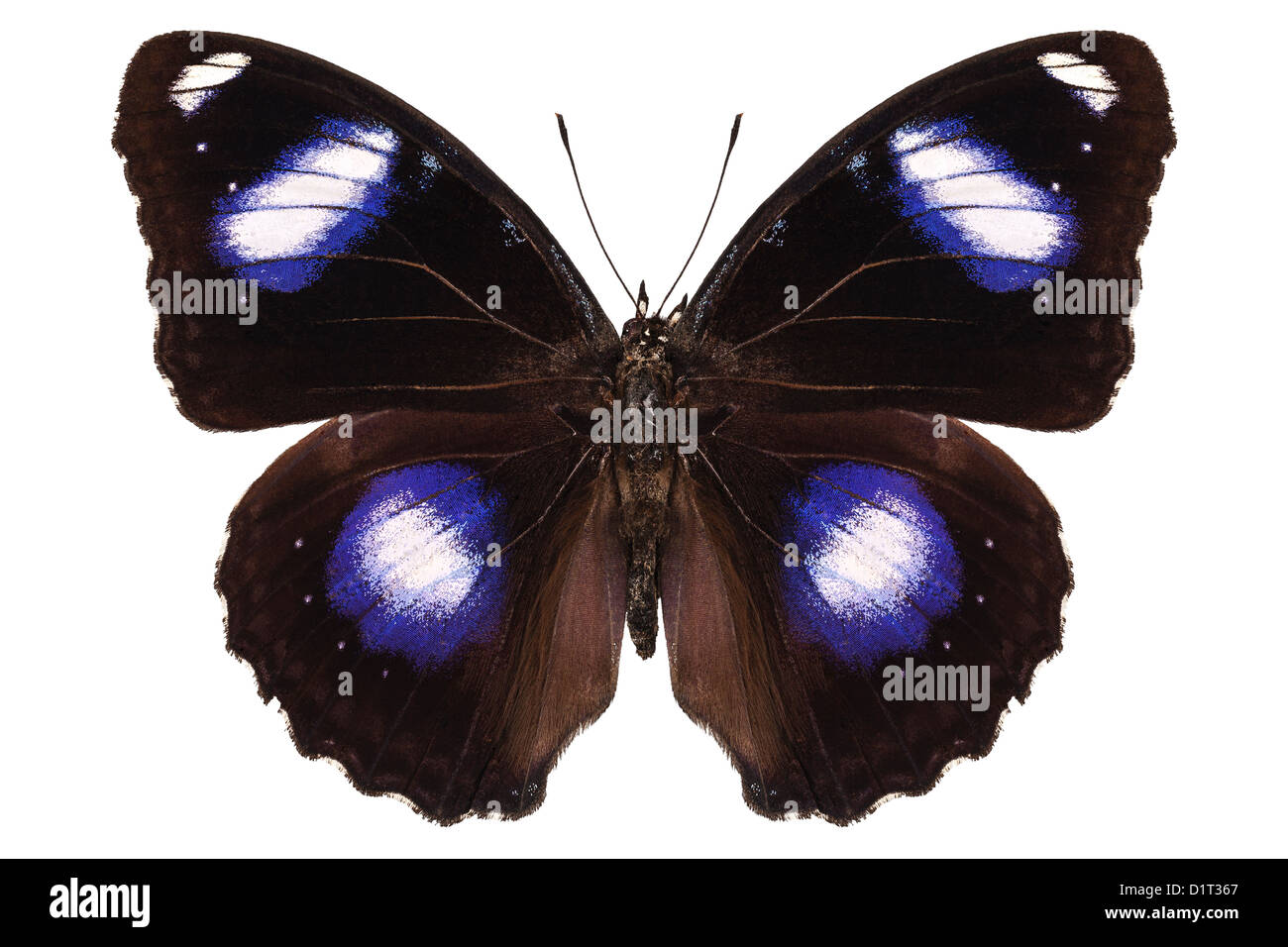 Butterfly species Hypolimnas bolina male "Great Eggfly Stock Photo - Alamy
