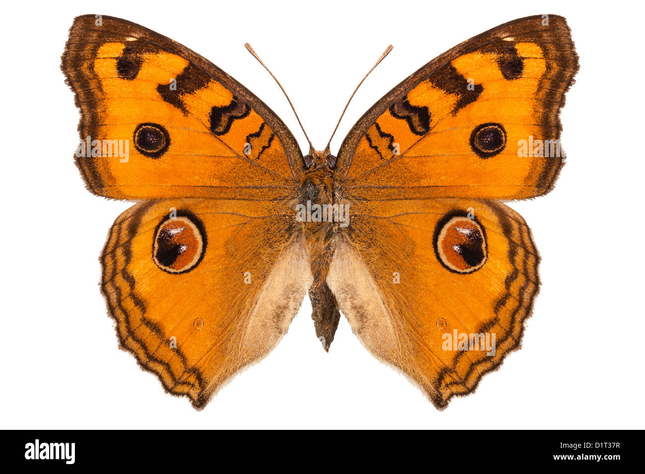 Butterfly species Junonia Almana "Peacock Pansy Stock Photo - Alamy