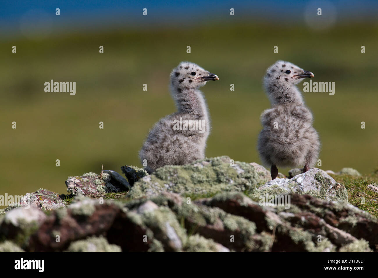 Two greater black-backed gull chicks on a dry stone wall, Skokholm ...