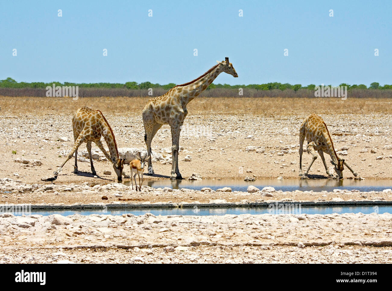 Hunting giraffes hi-res stock photography and images - Alamy