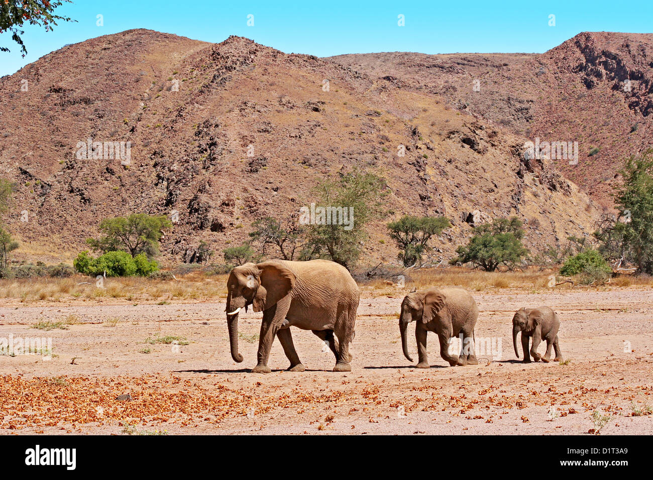 Desert elephants in Damaraland, Namibia Stock Photo - Alamy