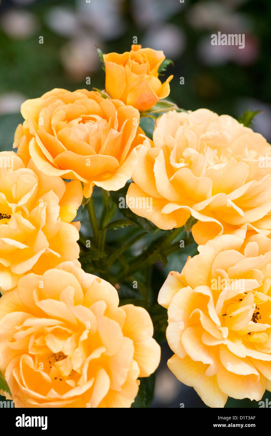 Yellow patio rose hi-res stock photography and images - Alamy
