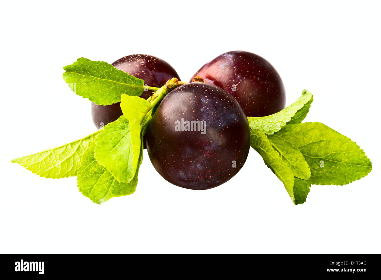 Ripe fresh plum on Cut Out Stock Images & Pictures - Alamy
