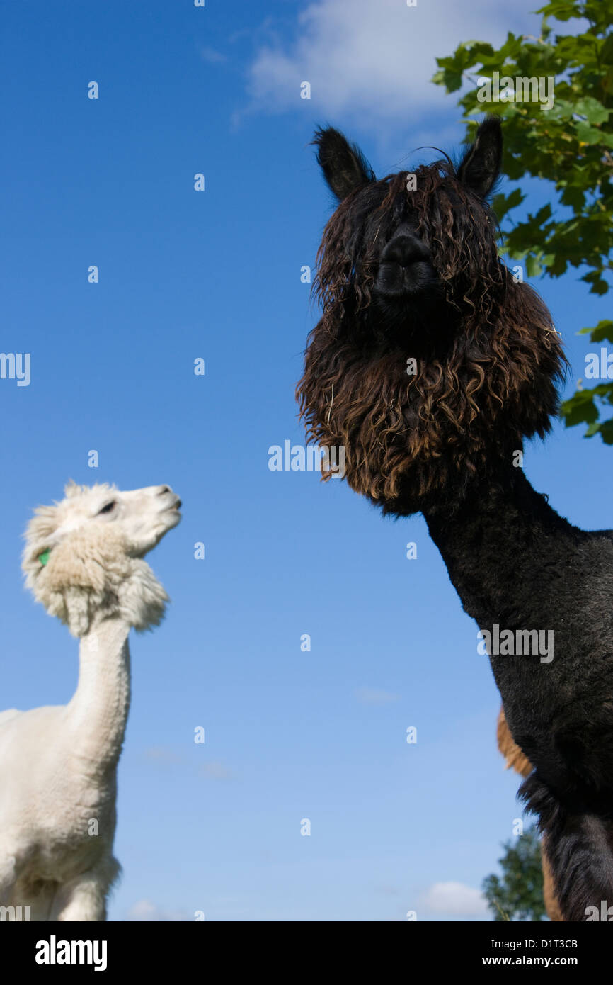 Upload038 hi-res stock photography and images - Alamy