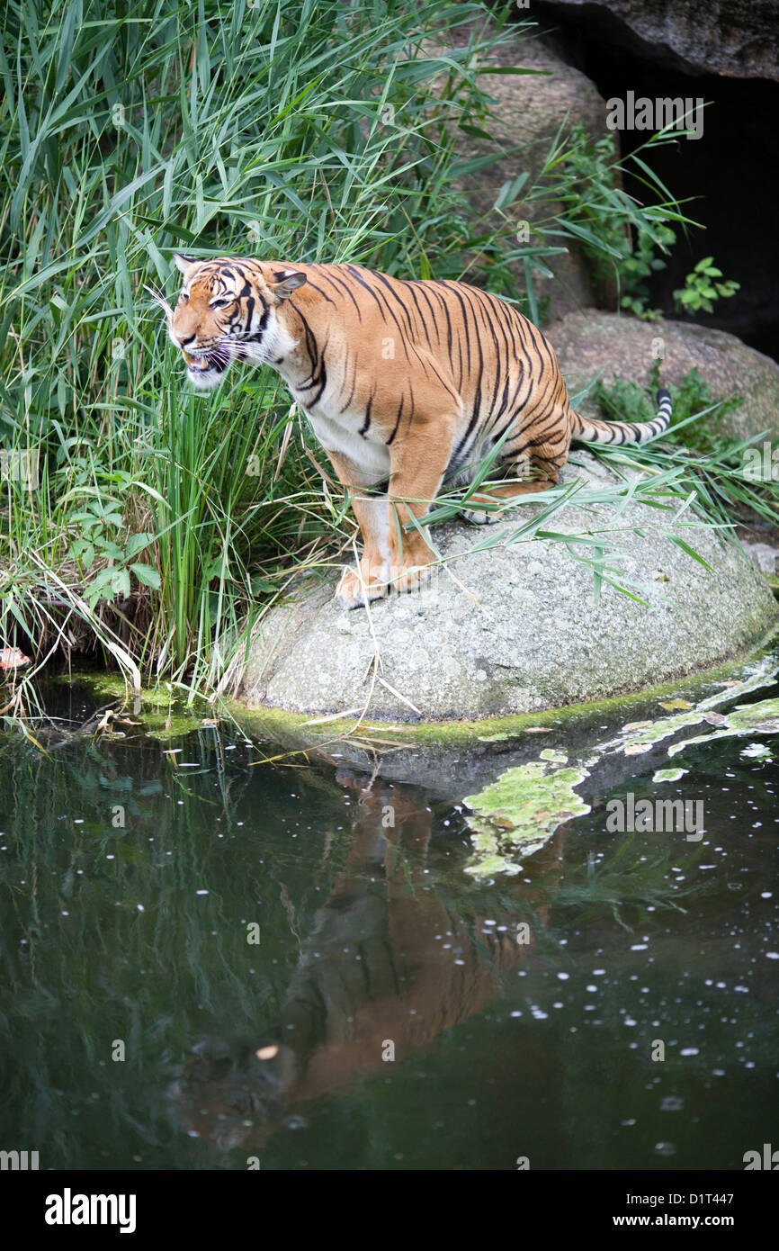 Berlin, Germany, a tiger in the Berlin Zoo Stock Photo - Alamy