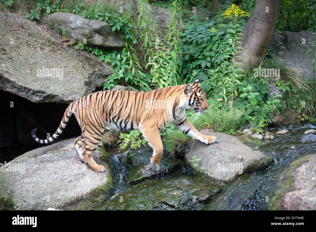Berlin, Germany, a tiger in the Berlin Zoo Stock Photo - Alamy