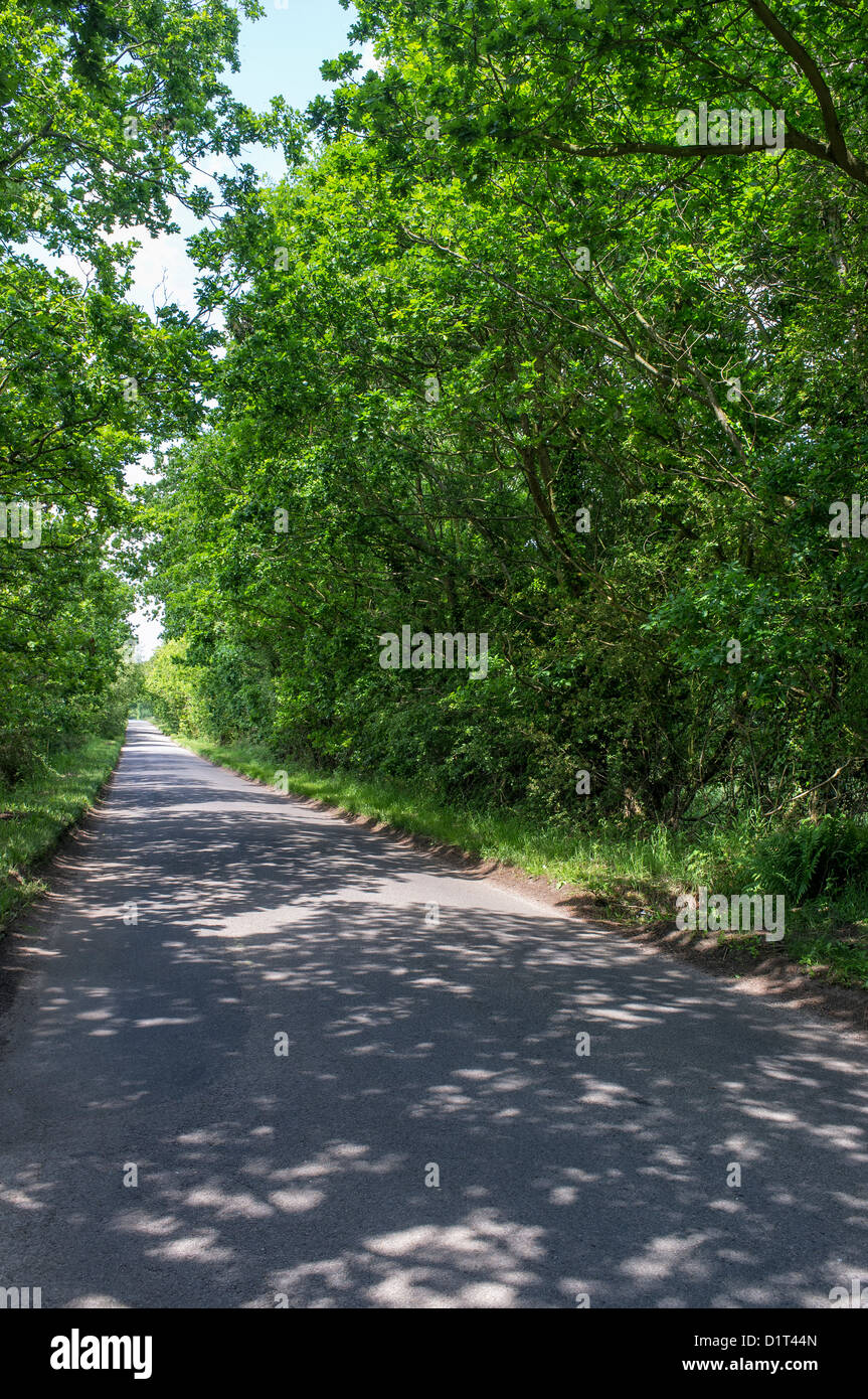 A Country Road Flanked by Trees Stock Photo - Alamy