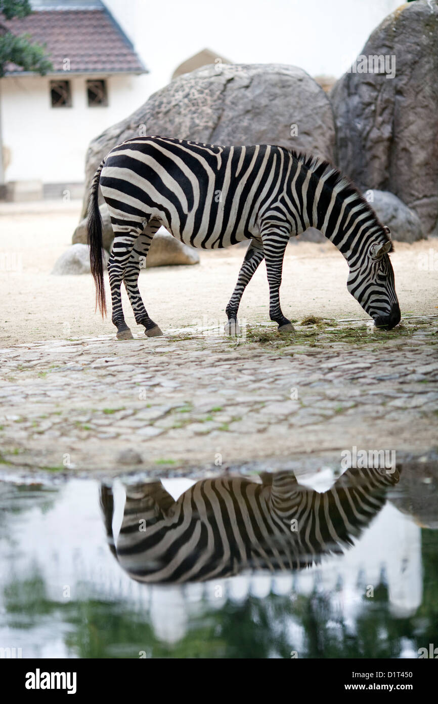 Berlin, Germany, a grazing zebra at the Berlin Zoo Stock Photo - Alamy