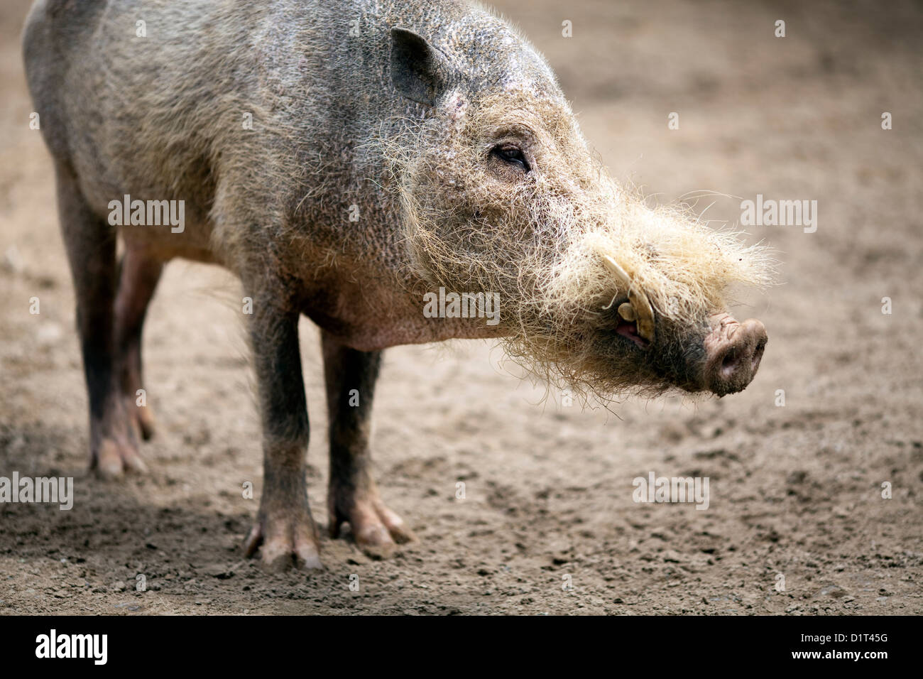 Berlin, Germany, a bearded pig in the Berlin zoo Stock Photo - Alamy