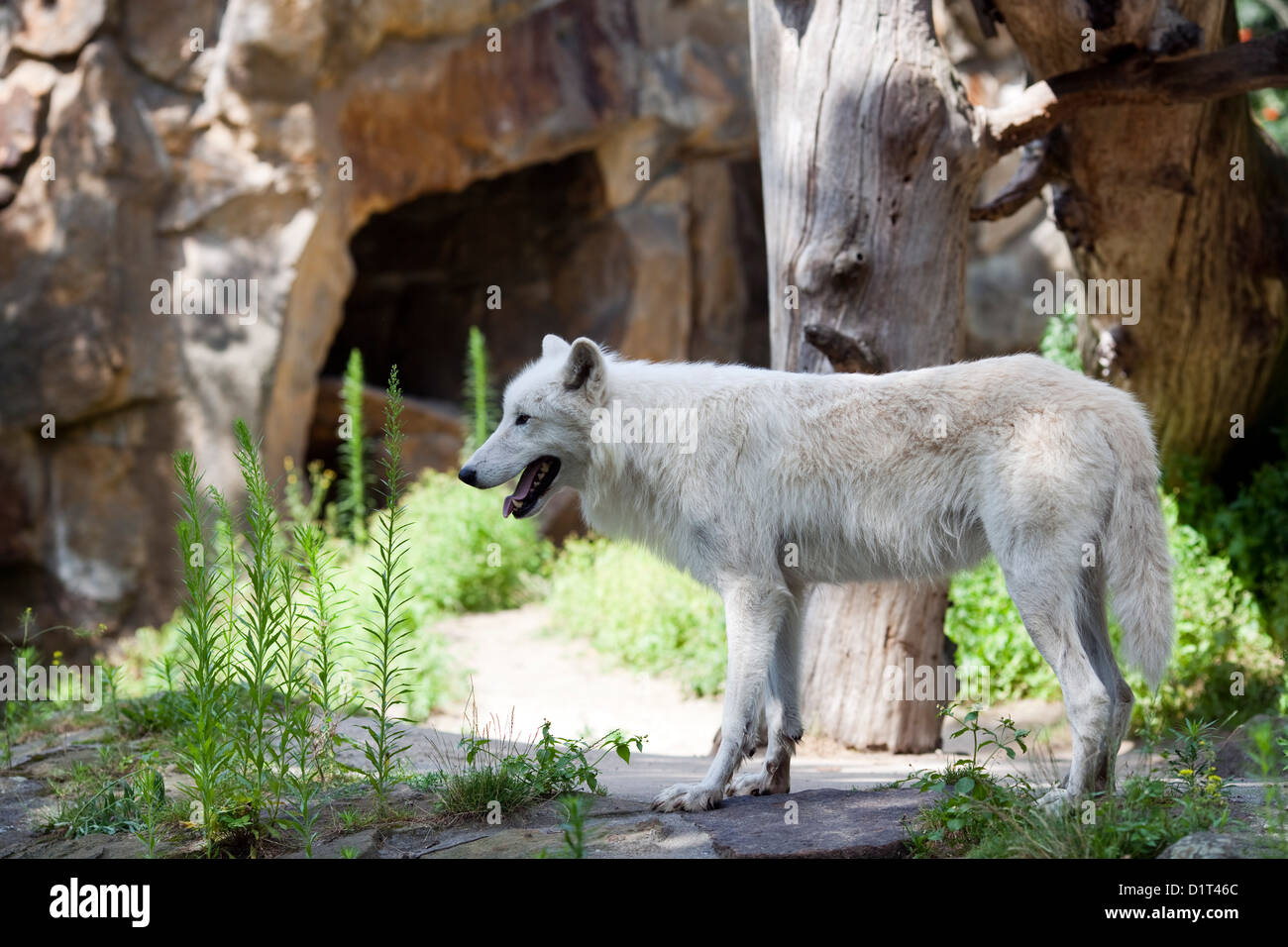 Berlin, Germany, an arctic wolf in the Berlin zoo Stock Photo - Alamy