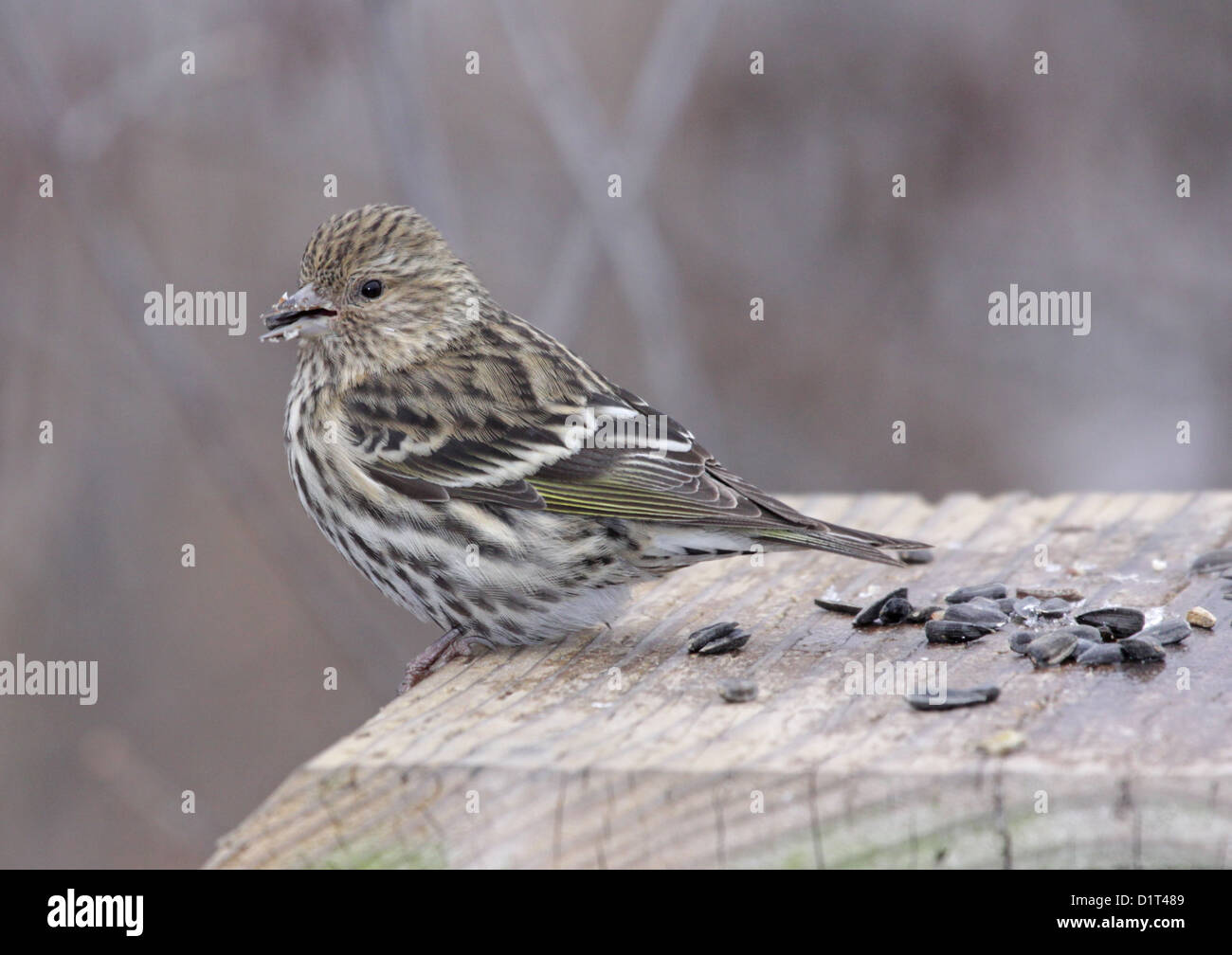 Siskins bird feeder hi-res stock photography and images - Alamy