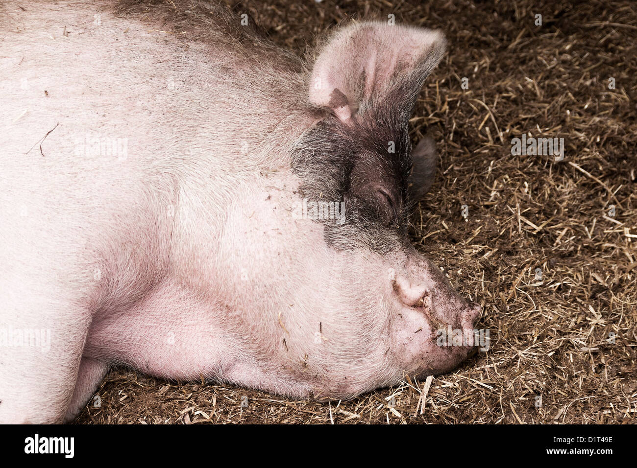 Pig asleep on a bed of straw Stock Photo - Alamy