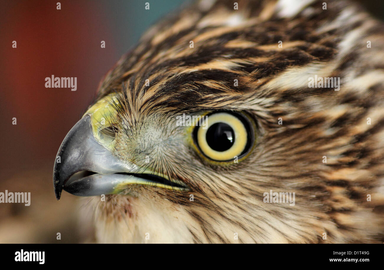 A closeup of a young Cooper's hawk Stock Photo - Alamy