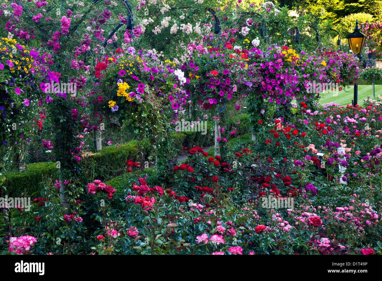Victoria rose hi-res stock photography and images - Alamy