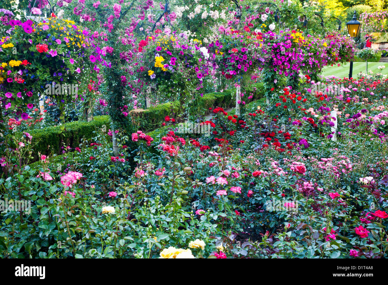 North America. Canada. BC. Victoria. Rose Garden at Butchard Gardens In ...