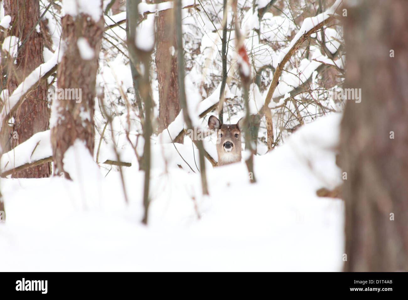 Whitetail deer doe hi-res stock photography and images - Alamy