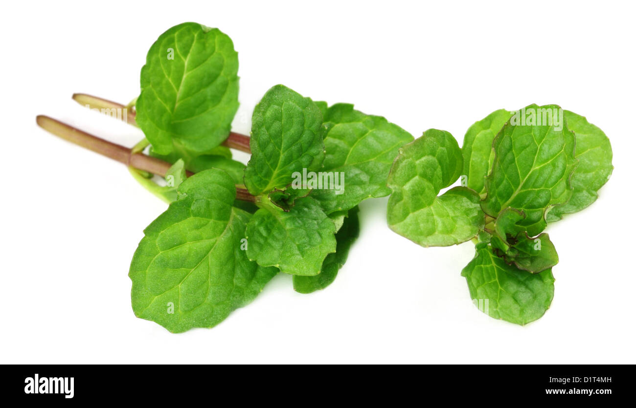 Fresh mint leaves Stock Photo - Alamy
