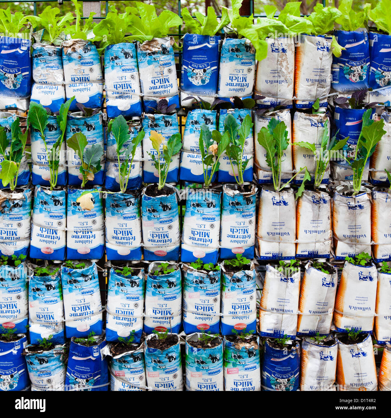 Plants are cultivated in a heap of milk packs for vertical gardening ...