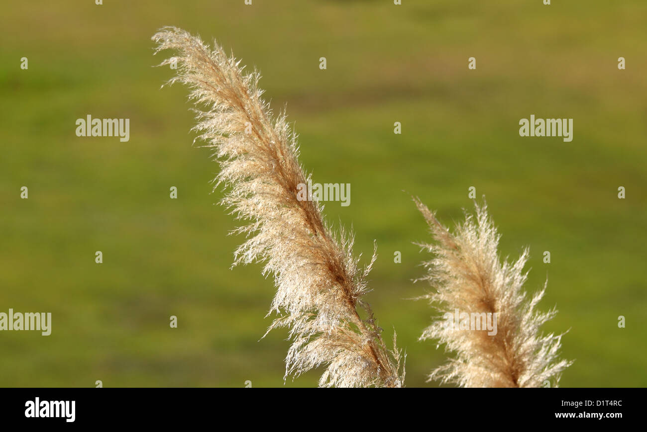 Pampas plant hi-res stock photography and images - Alamy