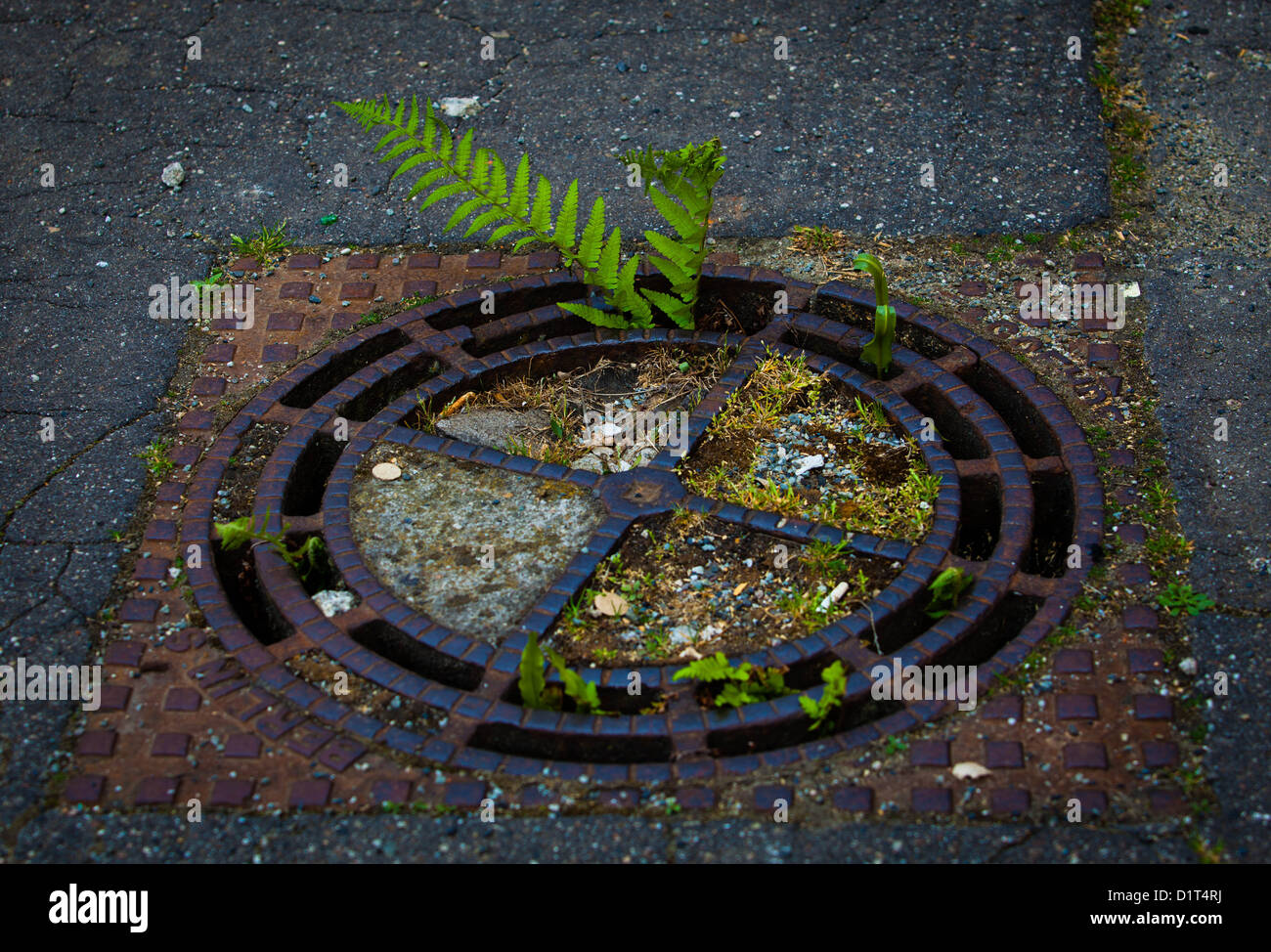 Fern growing in a drain Stock Photo - Alamy