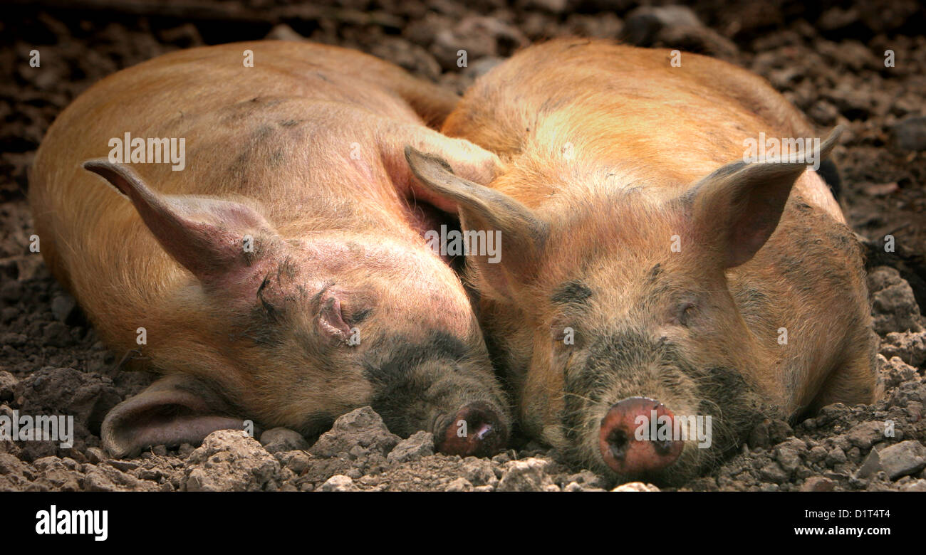 Two sleeping pigs hi-res stock photography and images - Alamy
