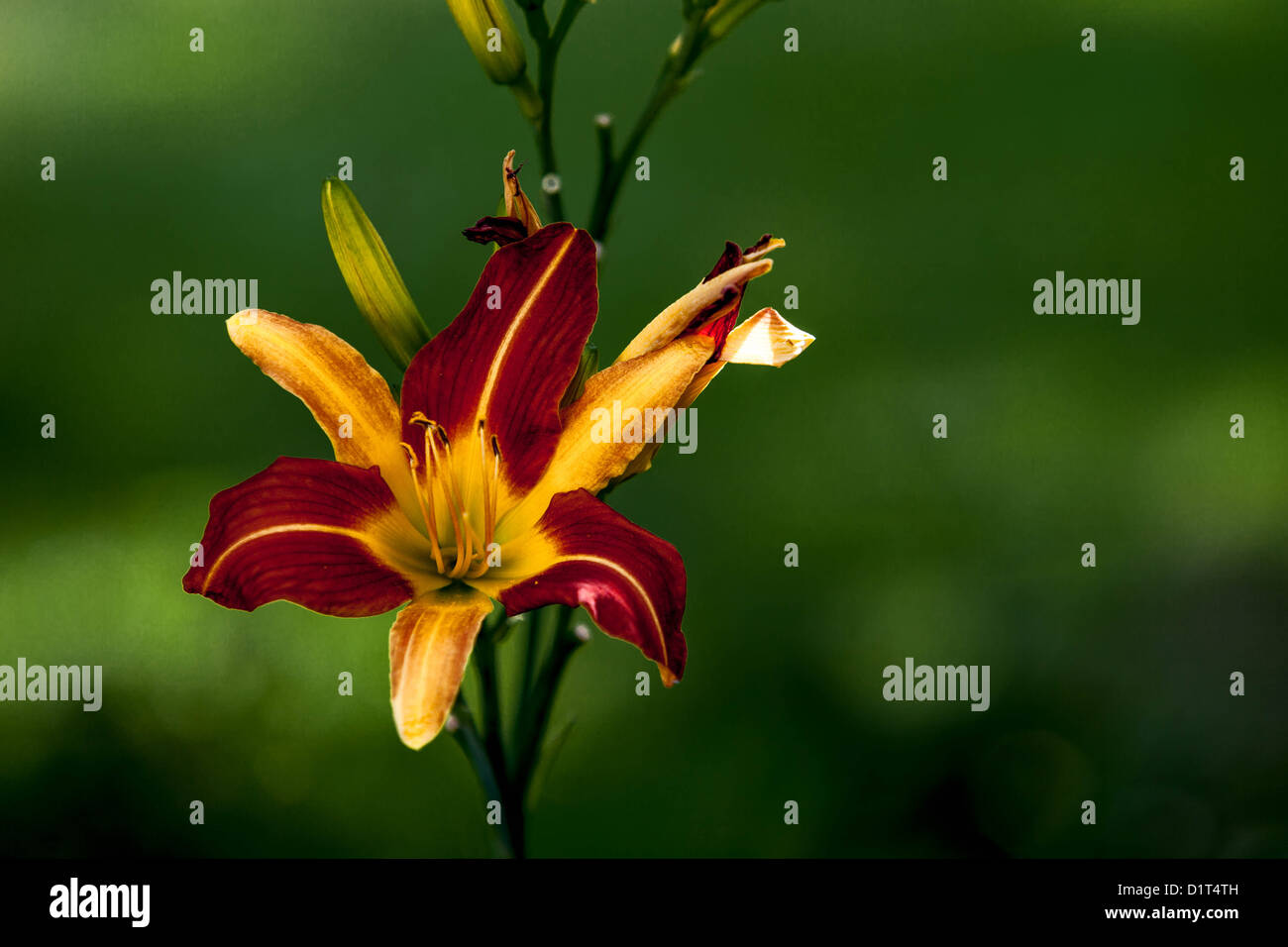 Canada lily hi-res stock photography and images - Alamy